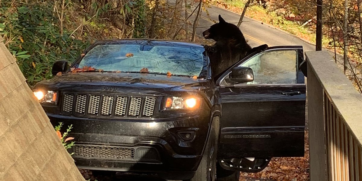 The Shocking Damage a Black Bear Can Do to Your Car in the Smokies