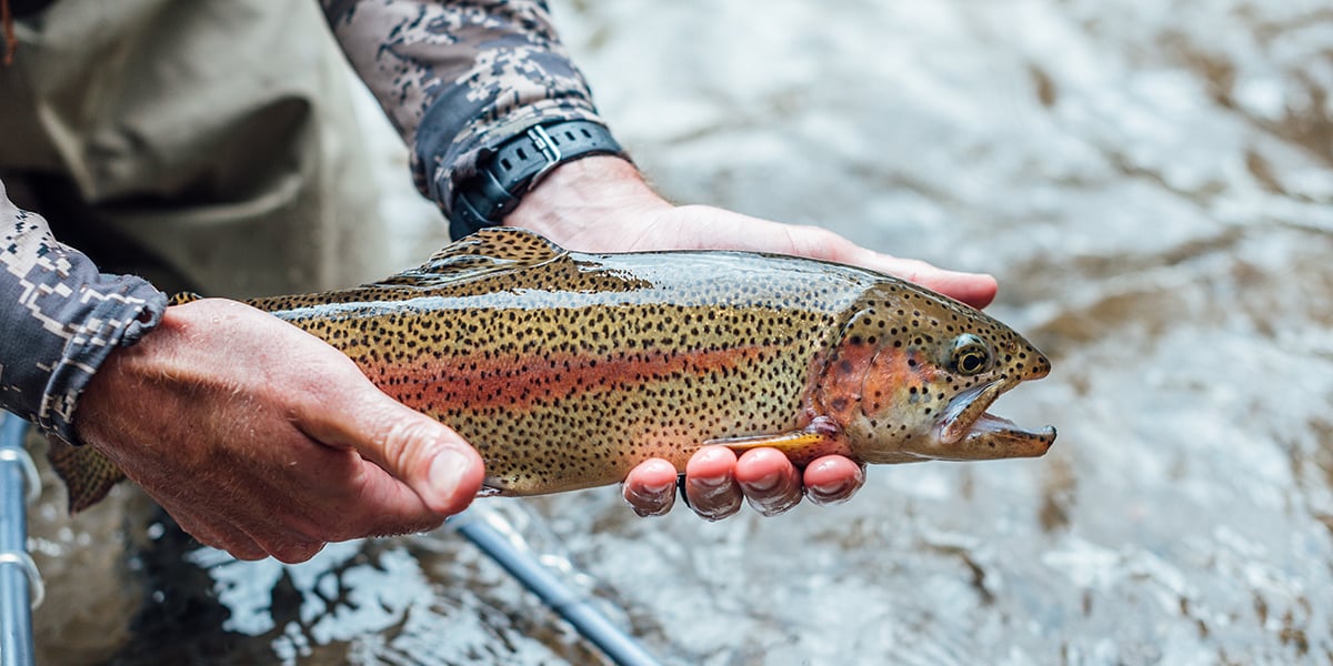 This Useful Graphic Will Help You Identify Fish in Douglas Lake