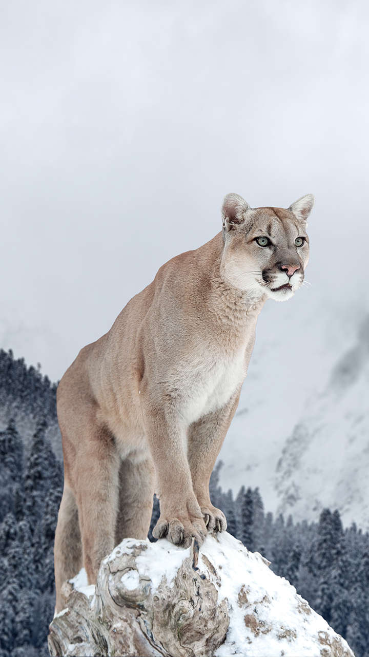 Bobcat Vs Mountain Lion