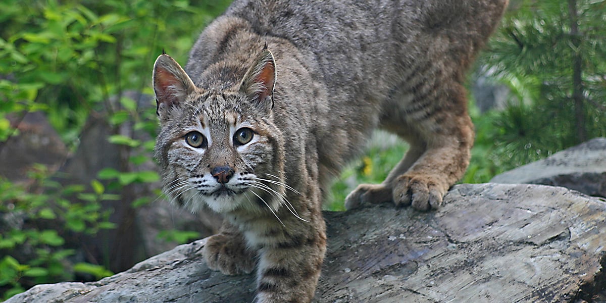 Bobcats Are Common in Tennessee, but Here’s Why You’re Unlikely To See One