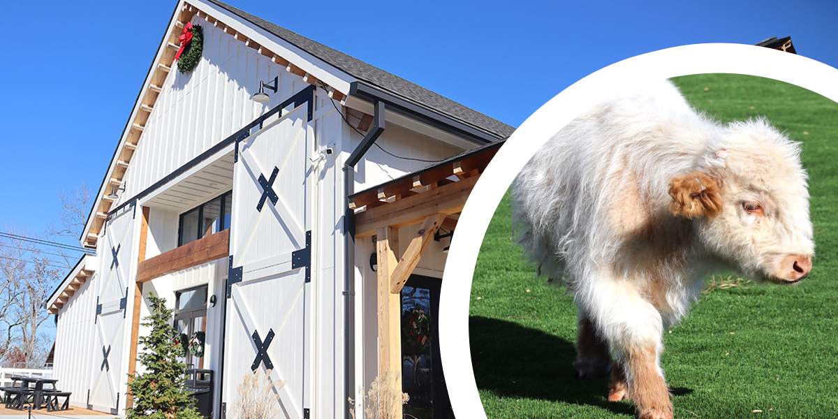 These Are the 10 Best Things to Do in Sevierville, According to a Native